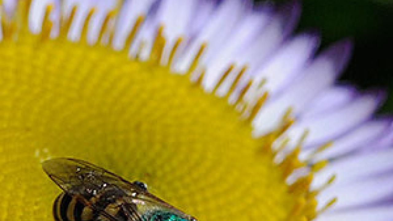 Can UC Davis Help Reverse the Decline of Bees? | UC Davis