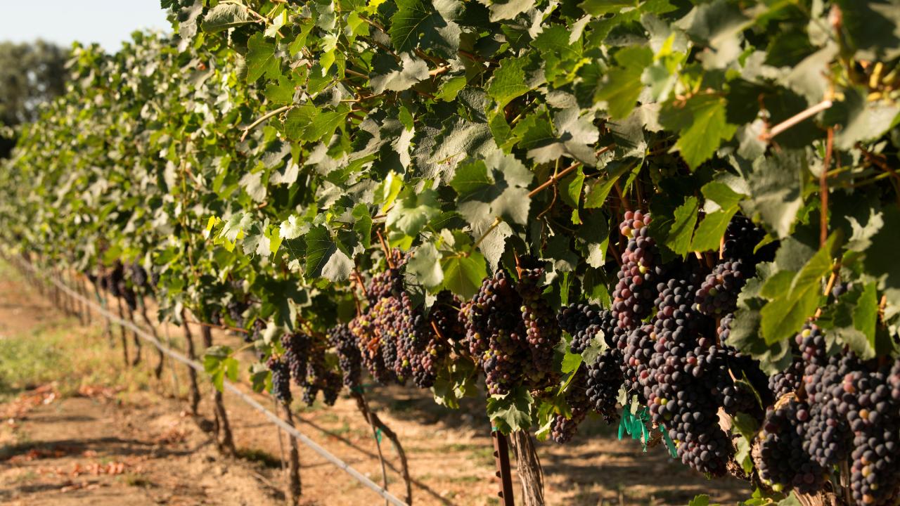 Researchers Pinpoint Drought-Resistant Traits in Grape Rootstocks | UC ...